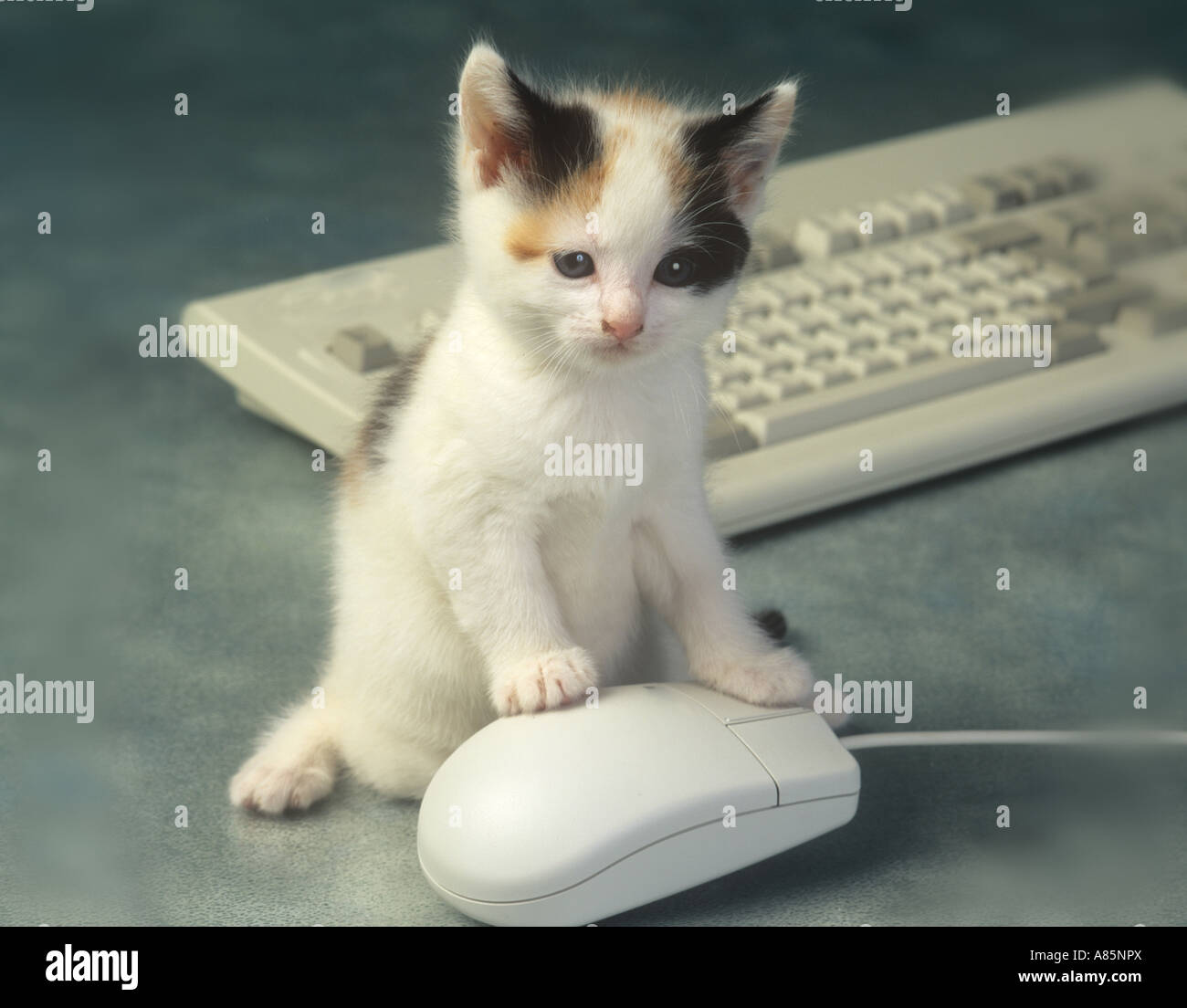 Kitten playing with Computer Mouse Stock Photo - Alamy