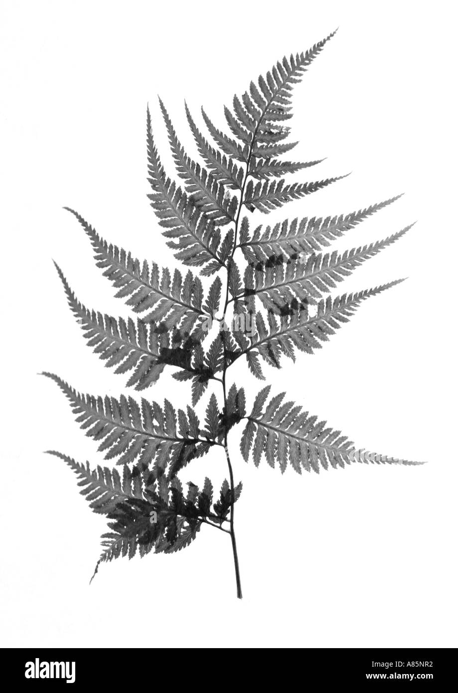 Japanese painted fern pot hi-res stock photography and images - Alamy