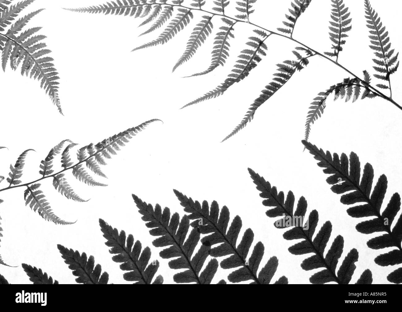 Fern Group BW Stock Photo - Alamy