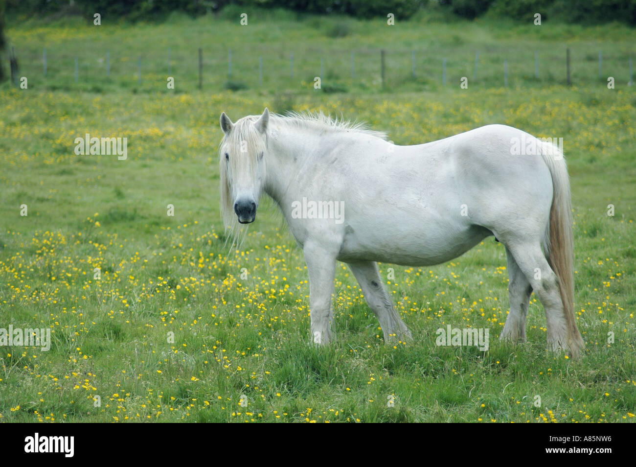 Boxmoor hi-res stock photography and images - Alamy