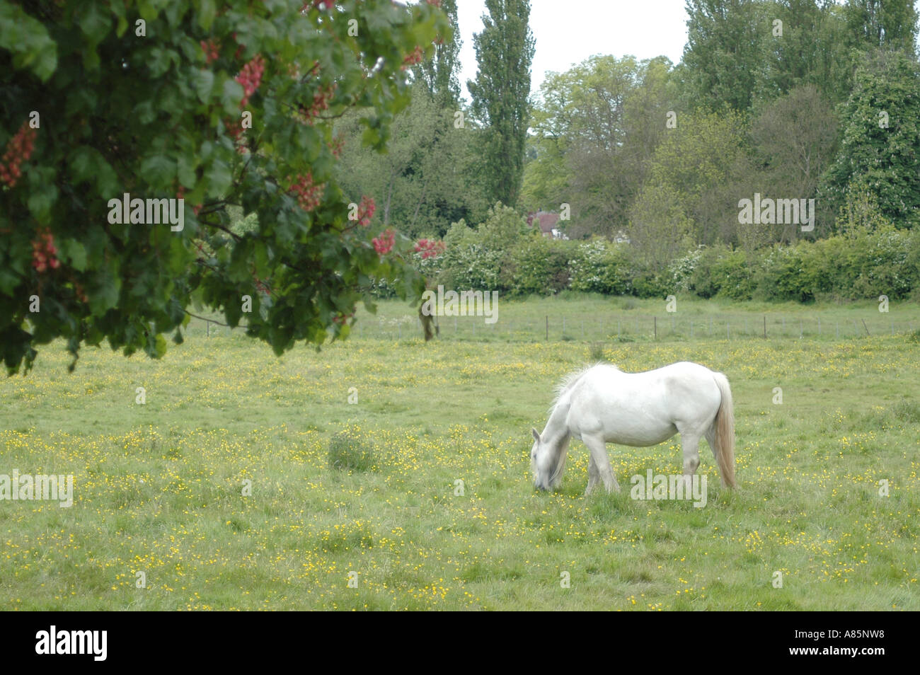 Boxmoor hi-res stock photography and images - Alamy