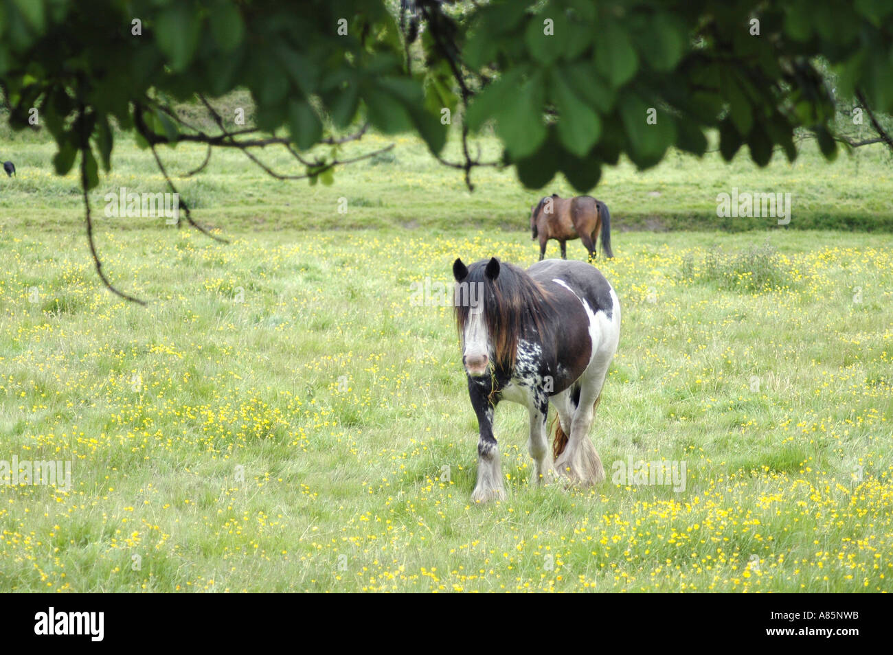 Boxmoor hi-res stock photography and images - Alamy