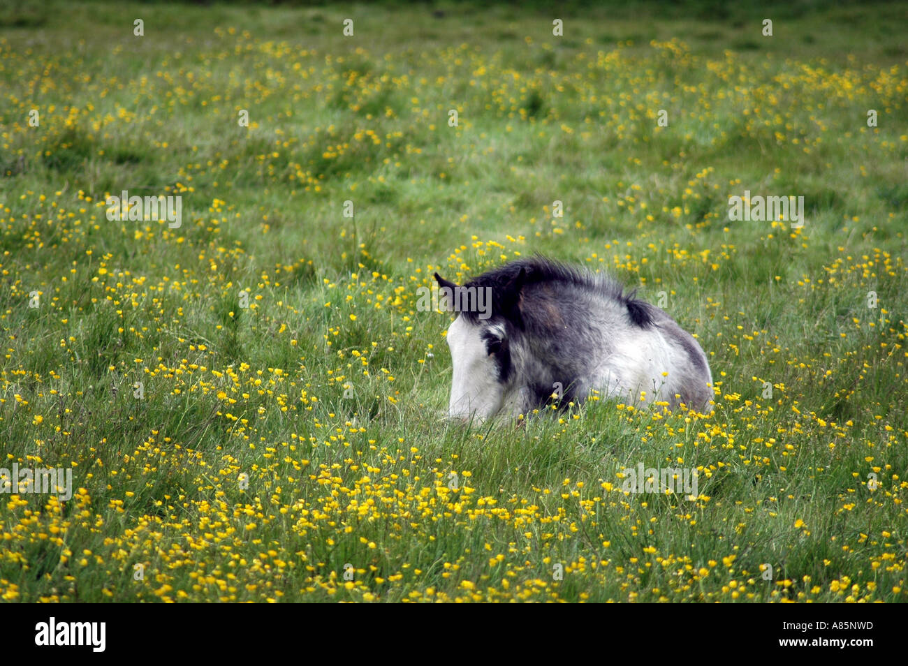 Boxmoor hi-res stock photography and images - Alamy