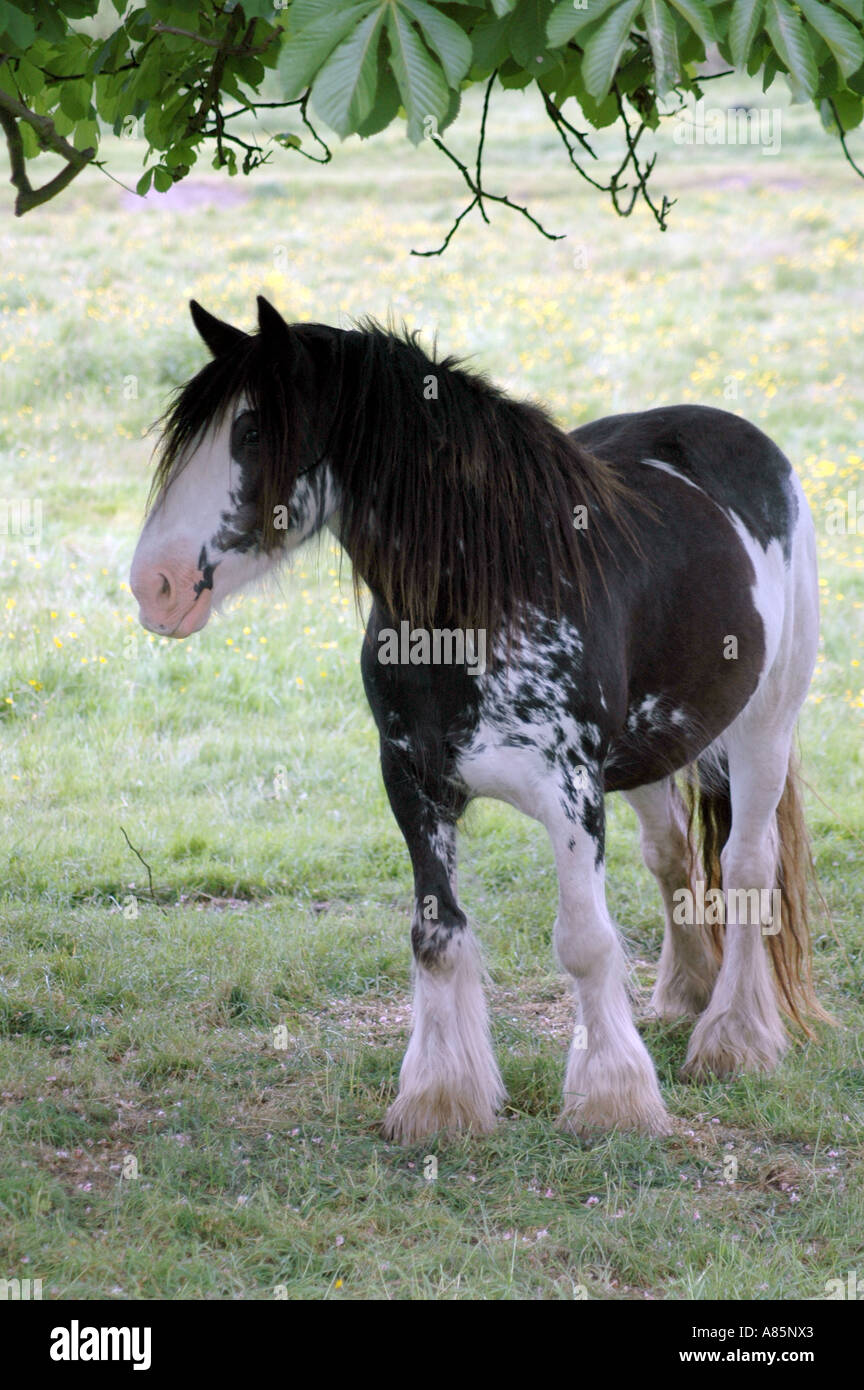 Boxmoor hi-res stock photography and images - Alamy