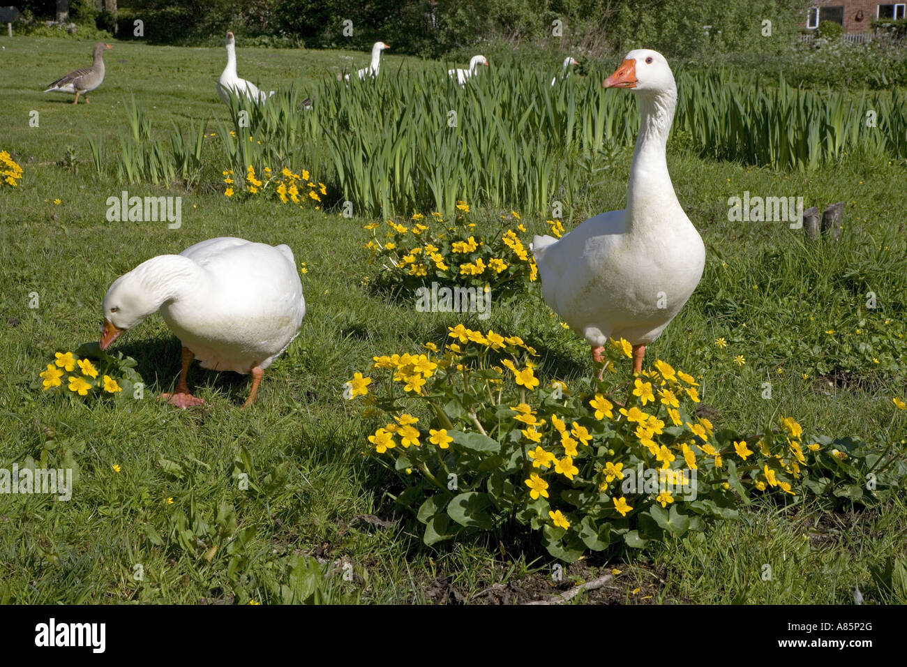 Emden geese hi-res stock photography and images - Alamy
