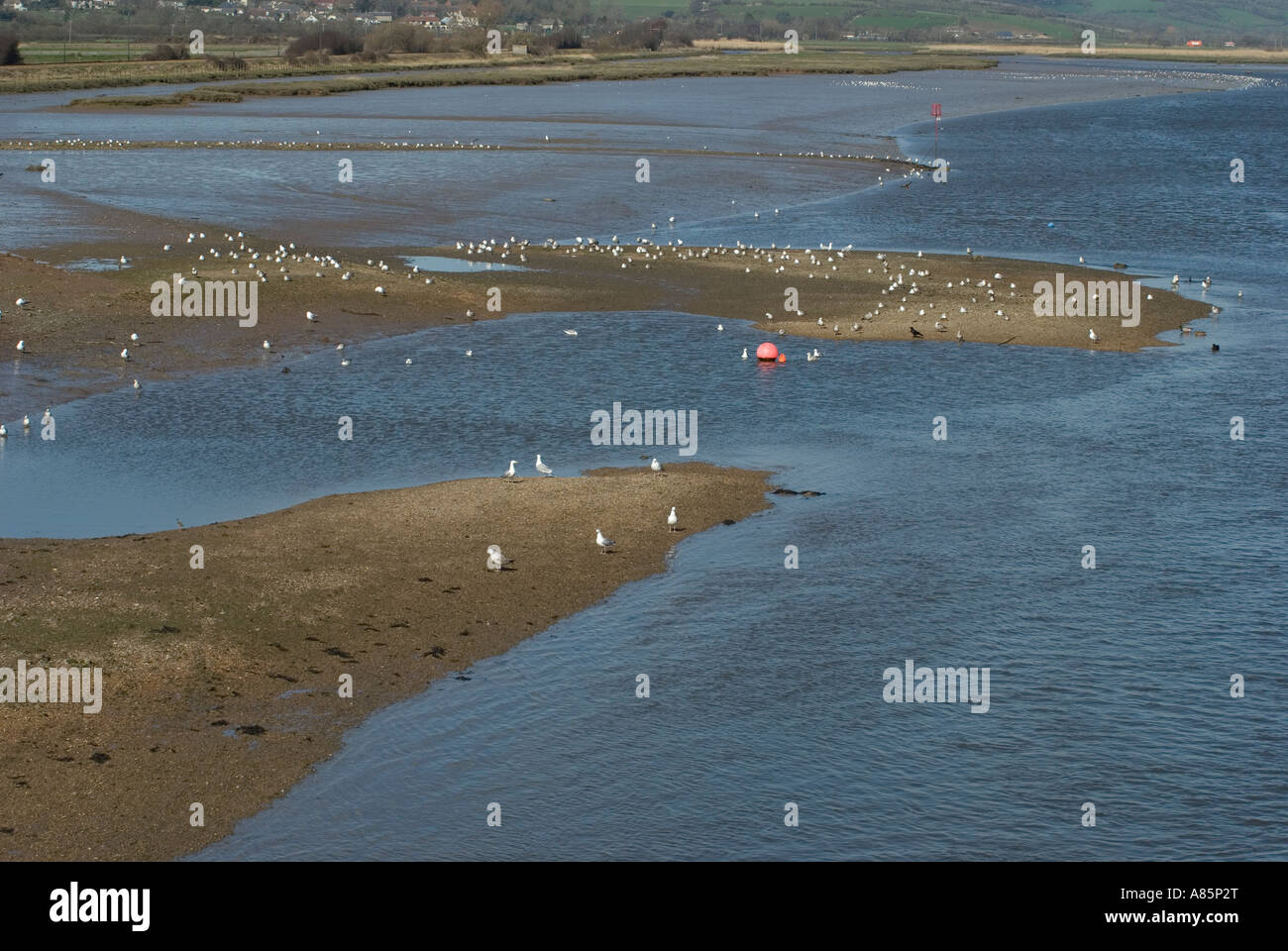 Seabirds on river Axe estuary at Axemouth Devon March 2007 Stock Photo ...