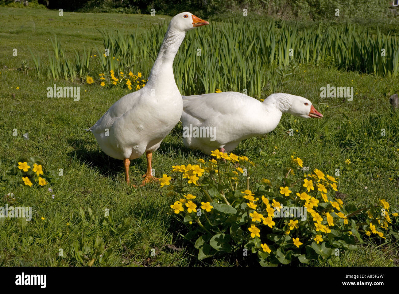 Emden geese hi-res stock photography and images - Alamy