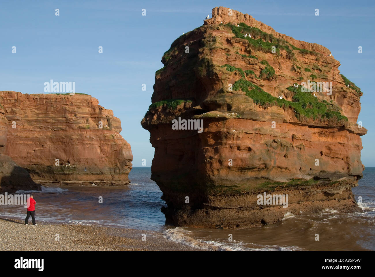 Red rock stacks at Ladram bay, Devon March 2007 Stock Photo - Alamy