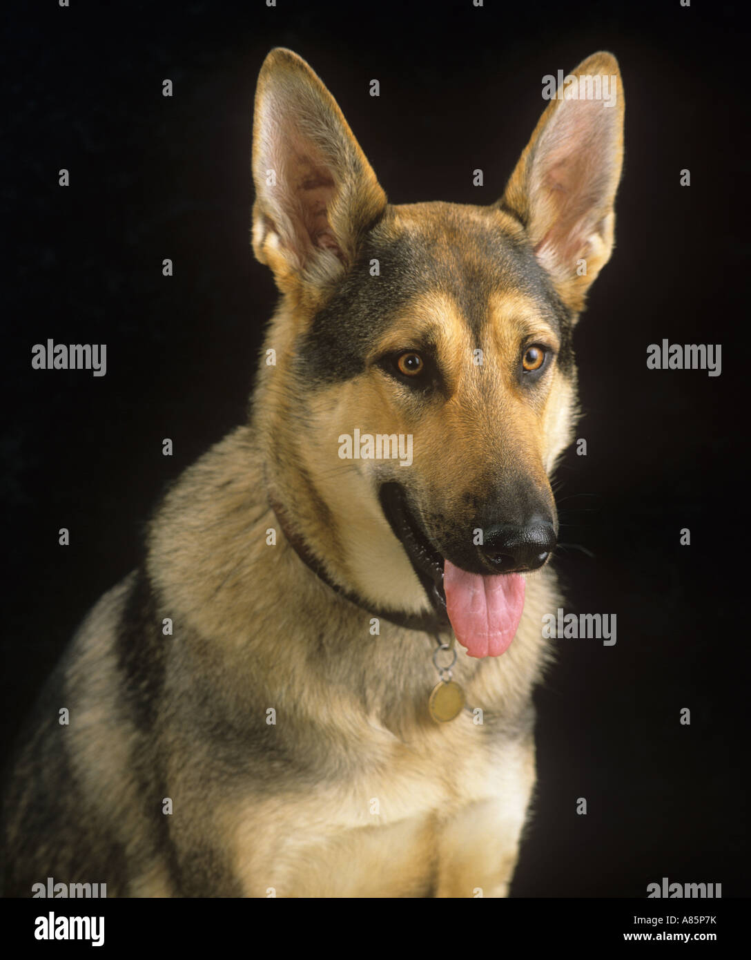 German Shepherd Dog Portrait Stock Photo - Alamy