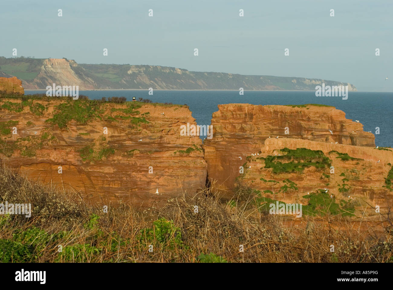 Red rock stacks at Ladram bay, Devon March 2007 Stock Photo - Alamy