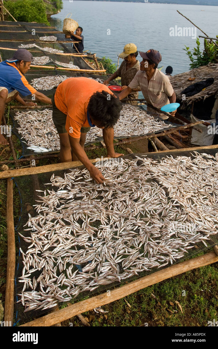 Butonese fishermen drying their catch under sun in temporary fishing ...
