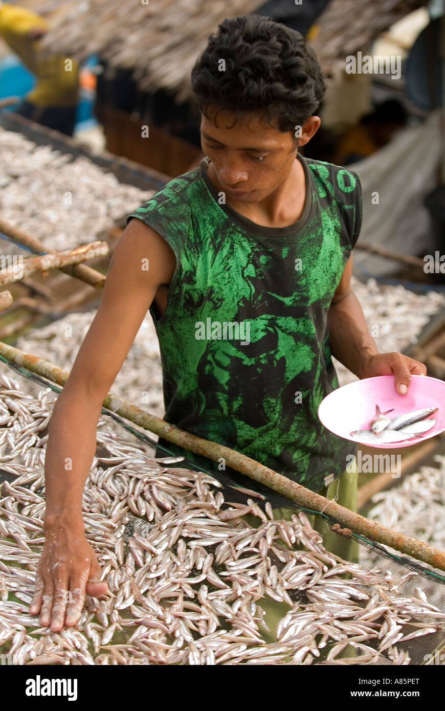 Butonese fishermen drying their catch under sun in temporary fishing ...