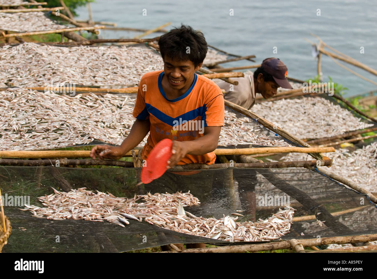 Butonese fishermen drying their catch under sun in temporary fishing ...