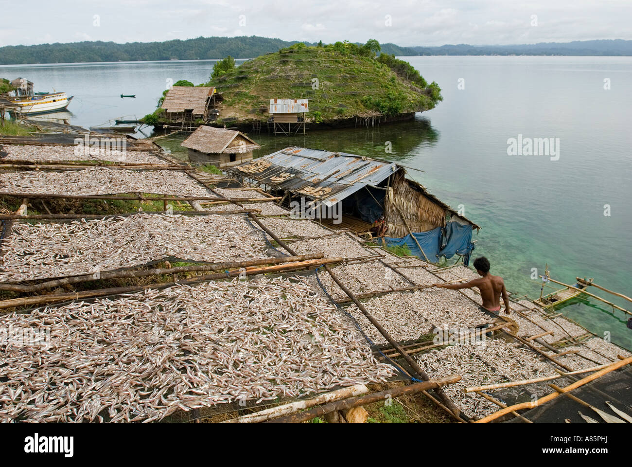 Butonese fishermen drying their catch under sun in temporary fishing ...