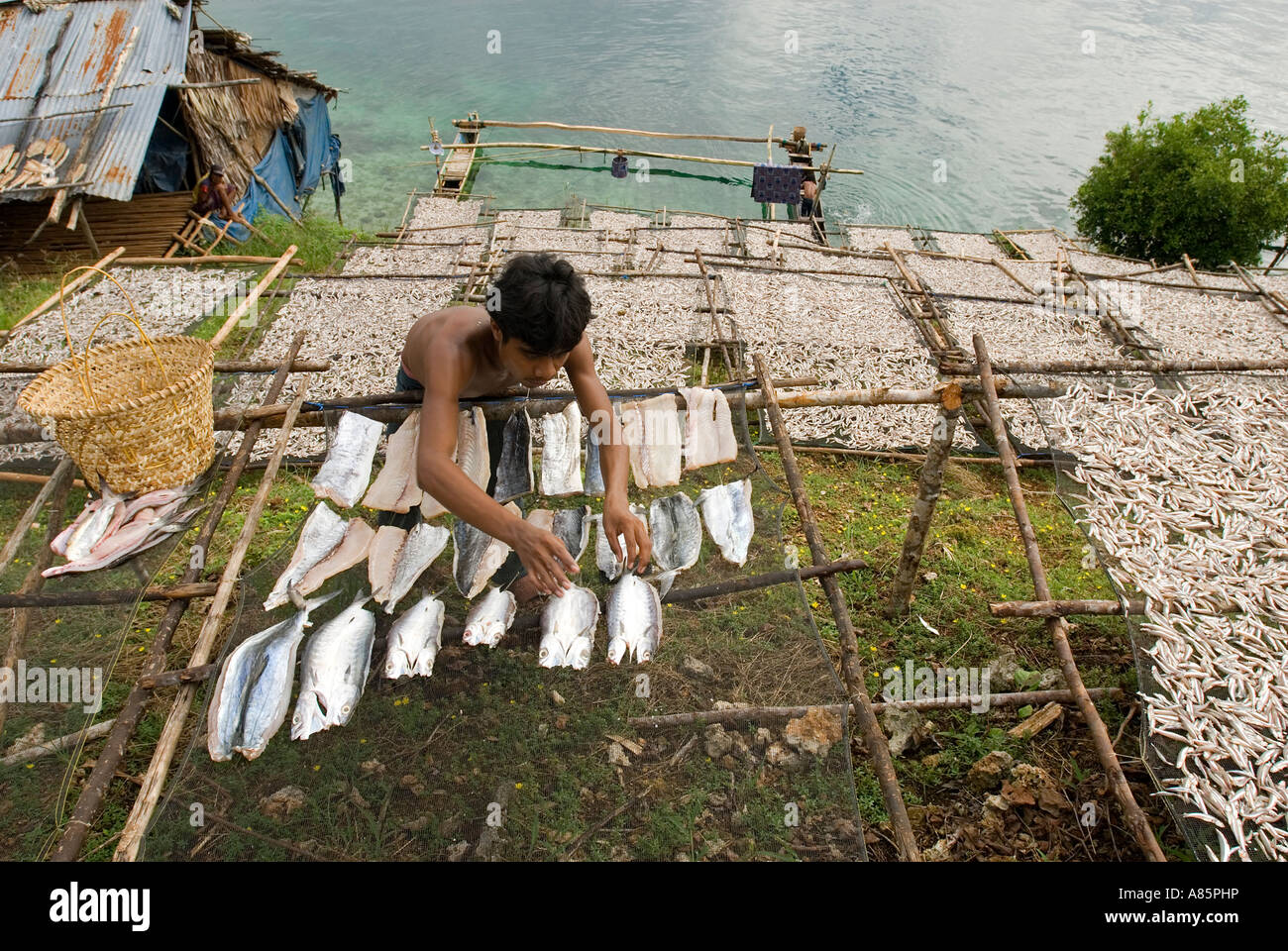 Butonese fishermen drying their catch under sun in temporary fishing ...