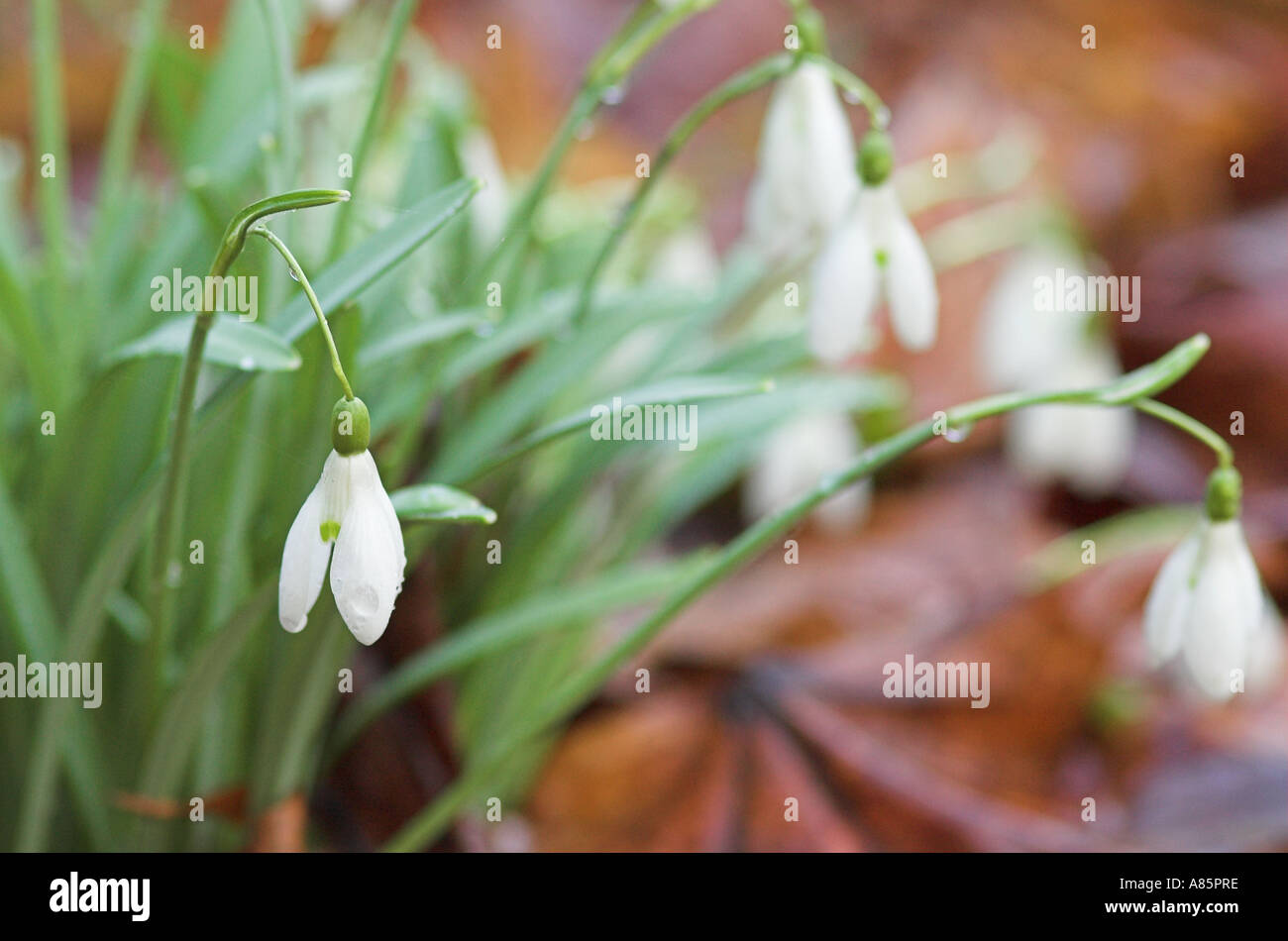 Snowdrops by a graveside Stock Photo - Alamy