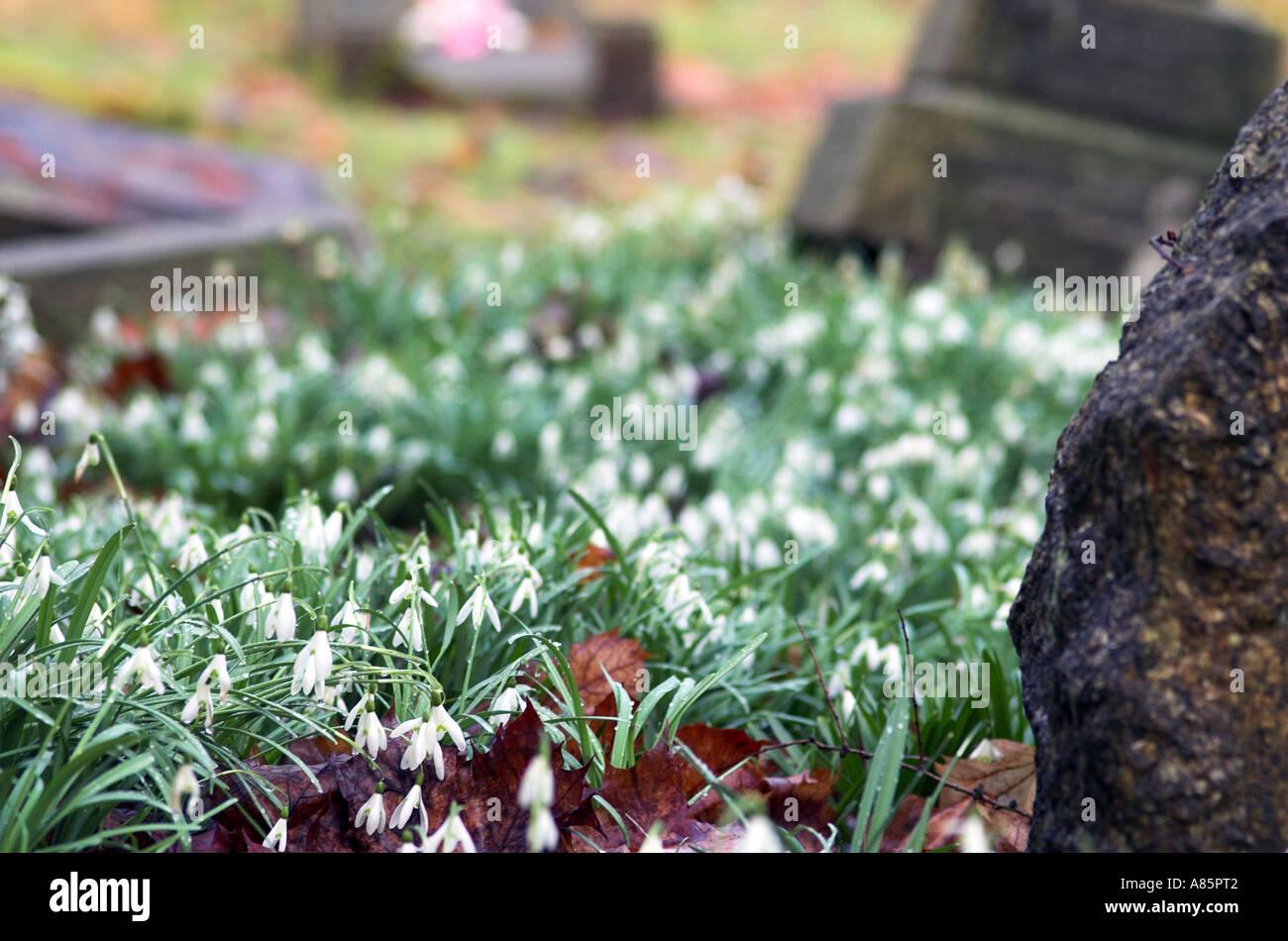 Snowdrops by a graveside Stock Photo - Alamy
