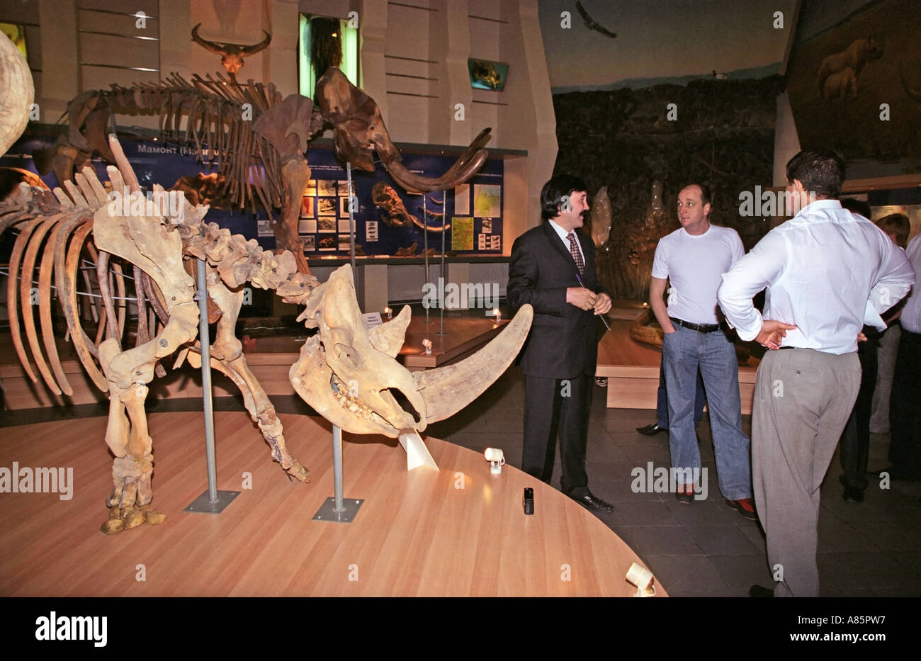 Fossil (ancient) rhinoceros skeleton Stock Photo - Alamy