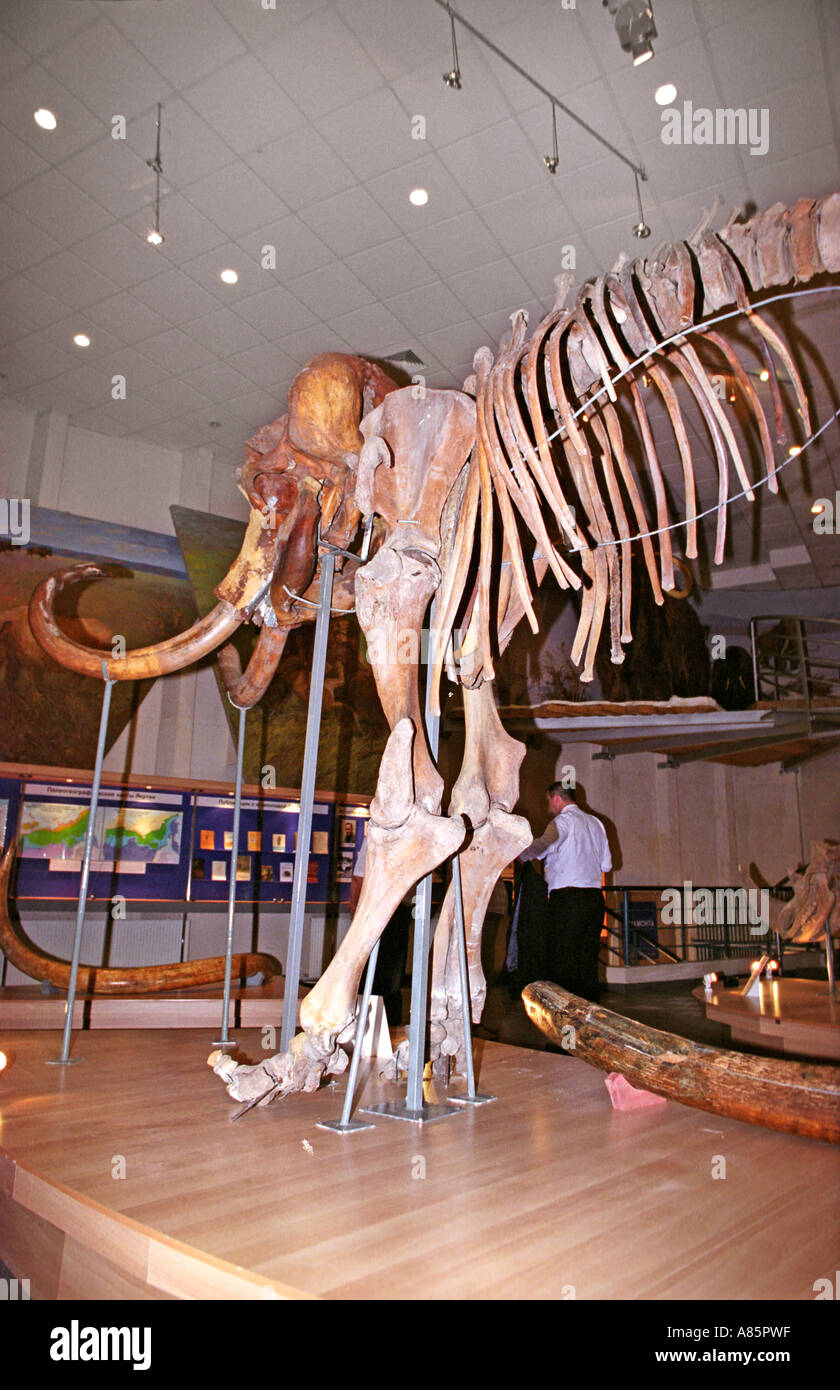 Fossil mammoth skeleton Stock Photo - Alamy