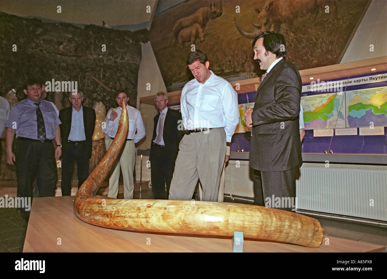 The mammoth tusk Stock Photo - Alamy