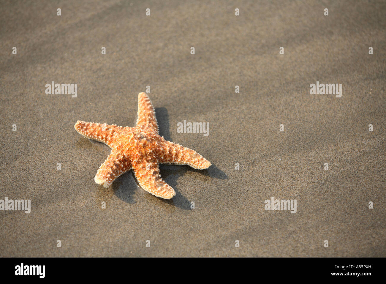 Starfish in the sand Stock Photo - Alamy