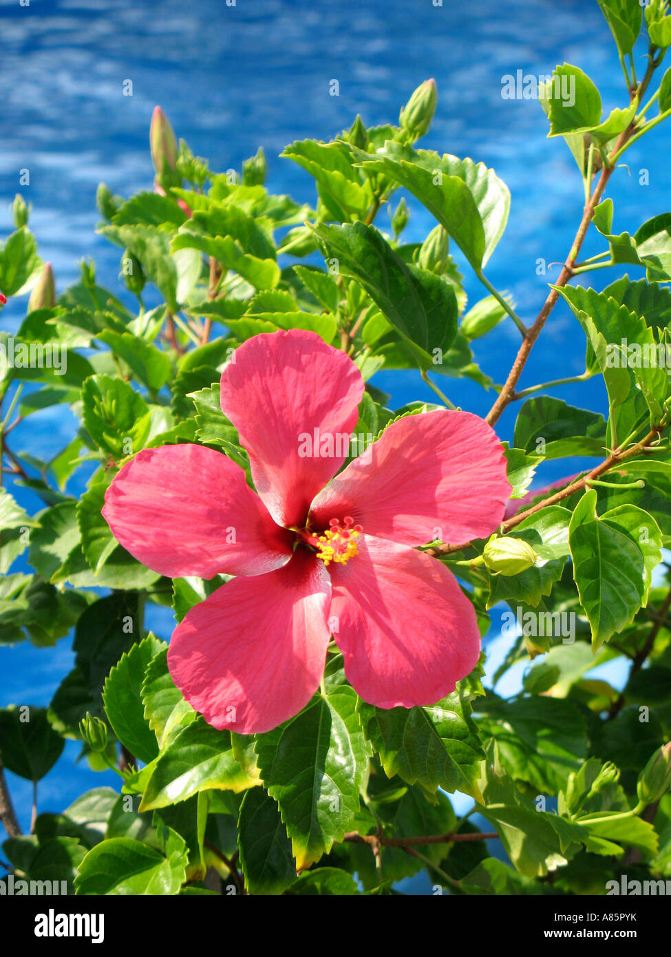 Pink hibiscus flower with pool in background Stock Photo - Alamy