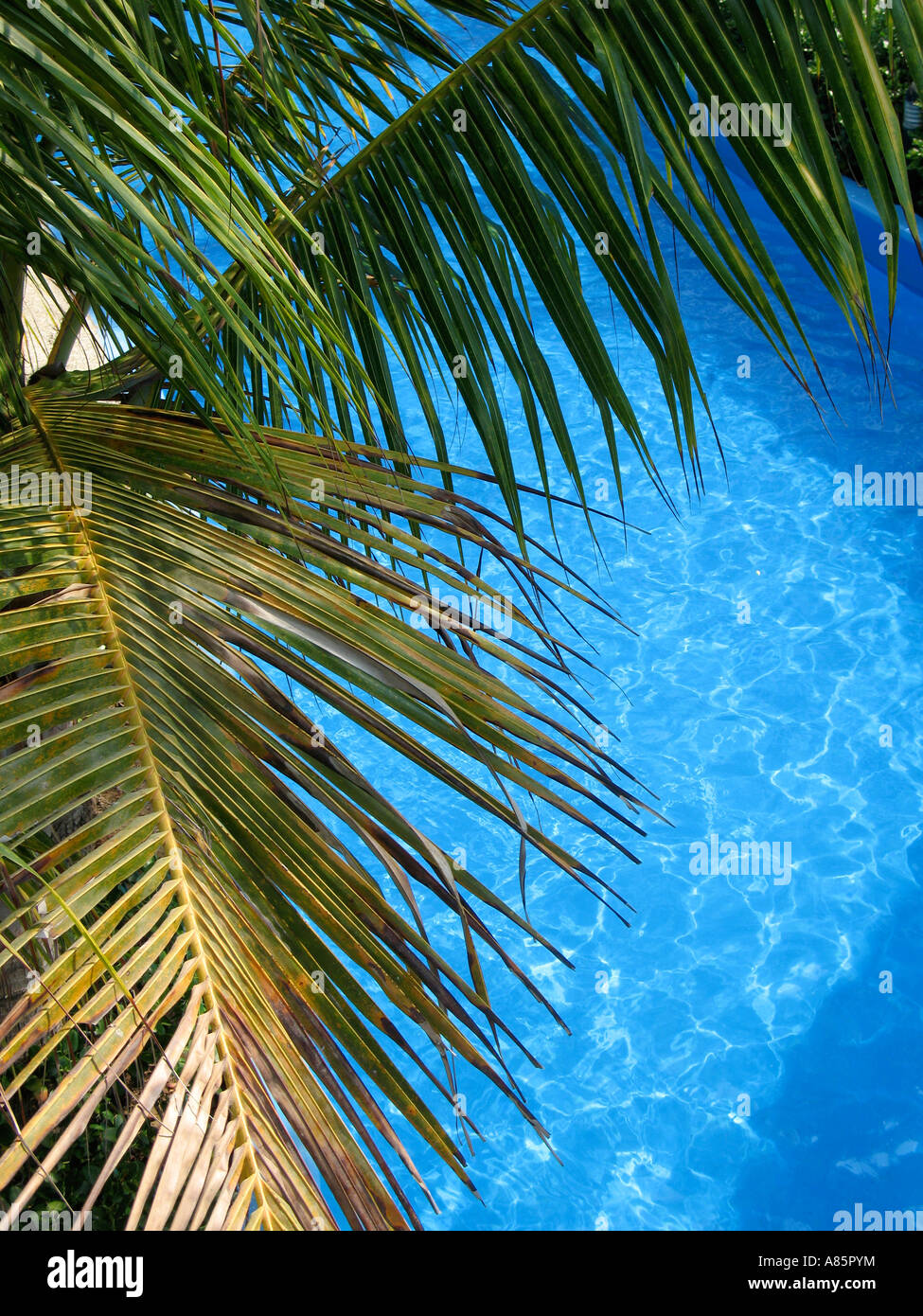 Palm tree over pool Stock Photo - Alamy