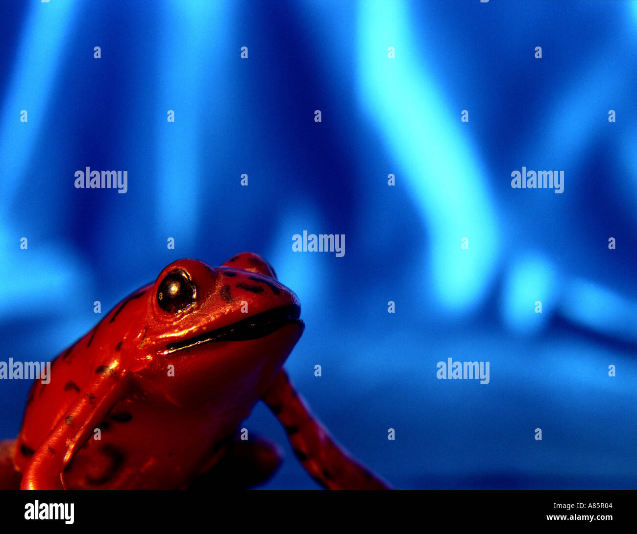 Fake frog toy hi-res stock photography and images - Alamy