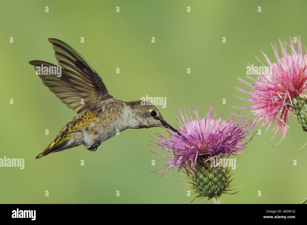 Anna's Hummingbird Calypte anna female in flight feeding on Thistle ...
