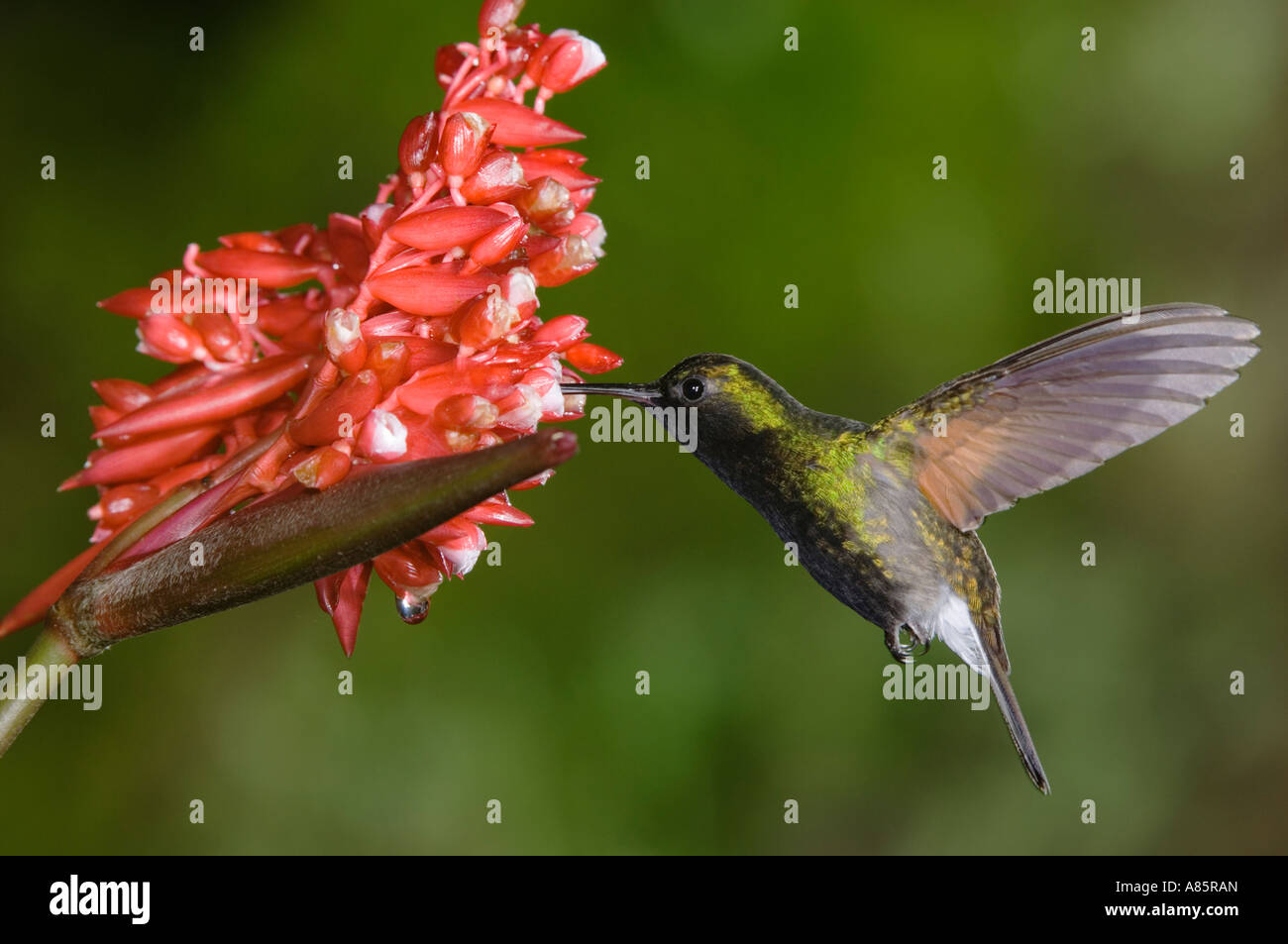 Black-bellied Hummingbird Eupherusa nigriventris male in flight feeding ...