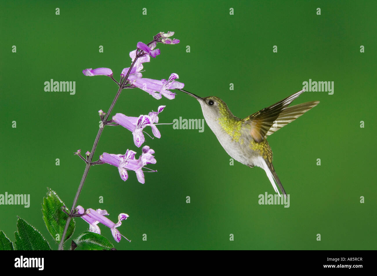 Black-bellied Hummingbird Eupherusa nigriventris female in flight ...