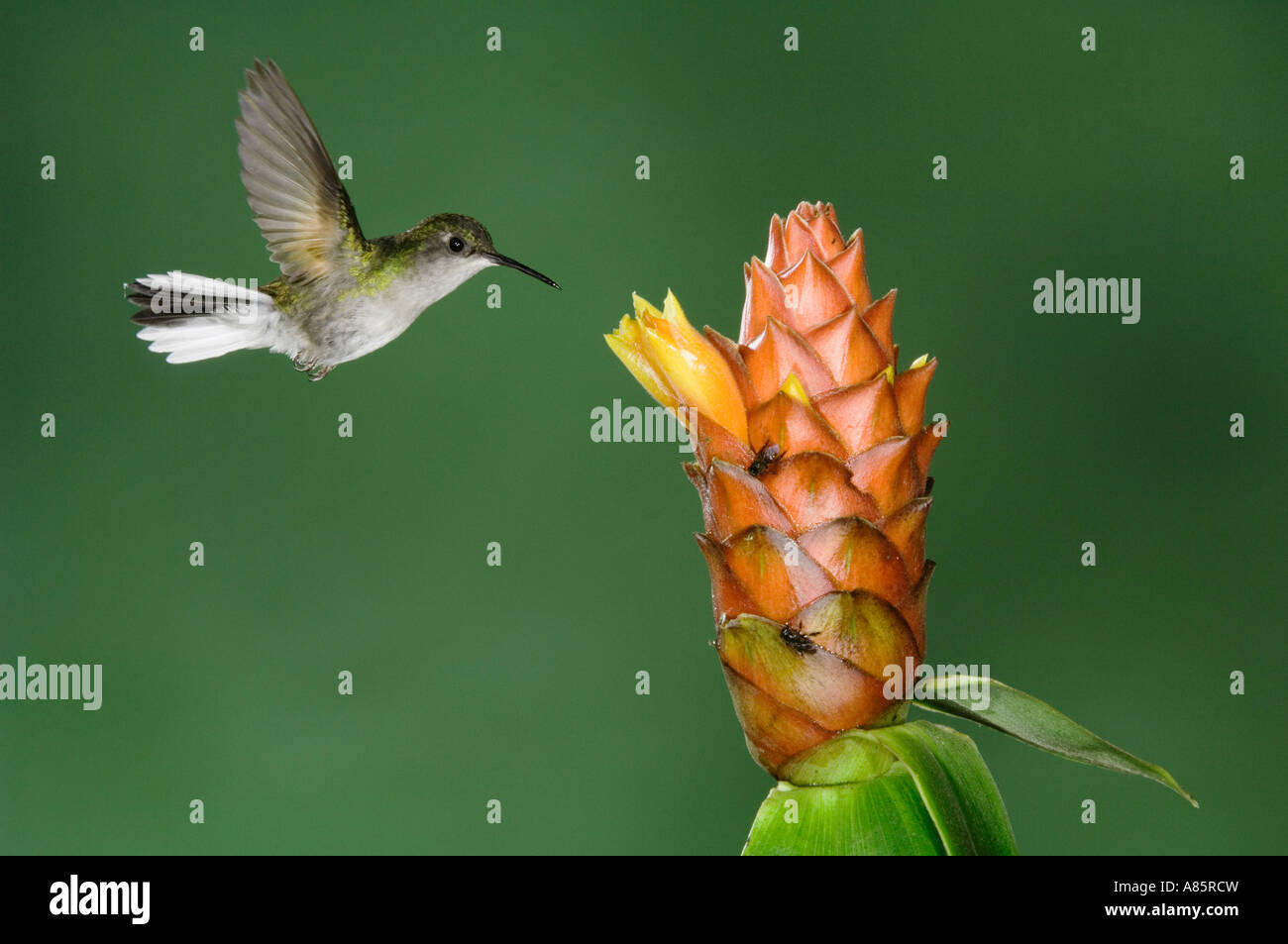 Black-bellied Hummingbird Eupherusa nigriventris female in flight ...