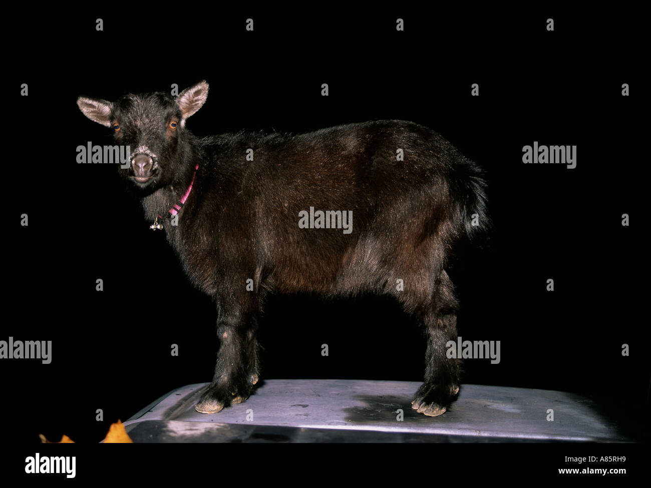 Goat with black tail High Resolution Stock Photography and Images - Alamy