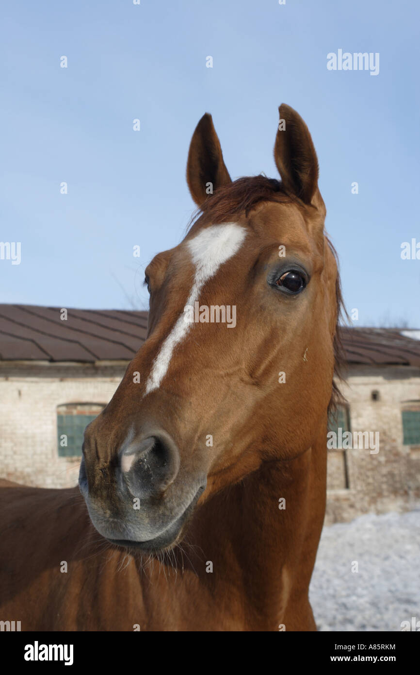 Budenny hi-res stock photography and images - Alamy