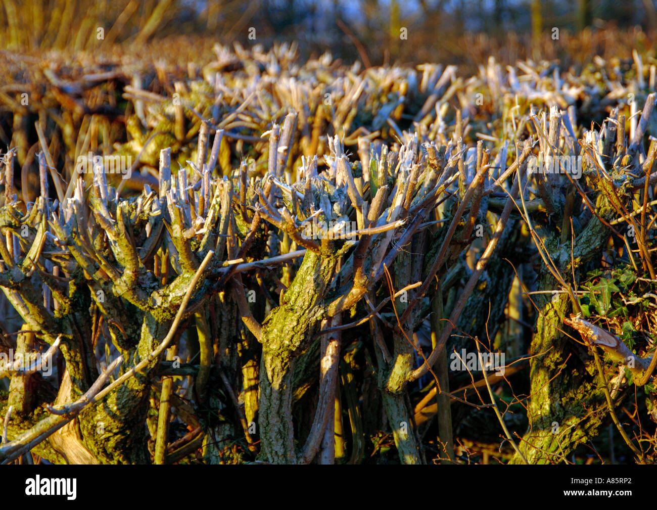 Cut hedgerow in evening sunlight Stock Photo - Alamy