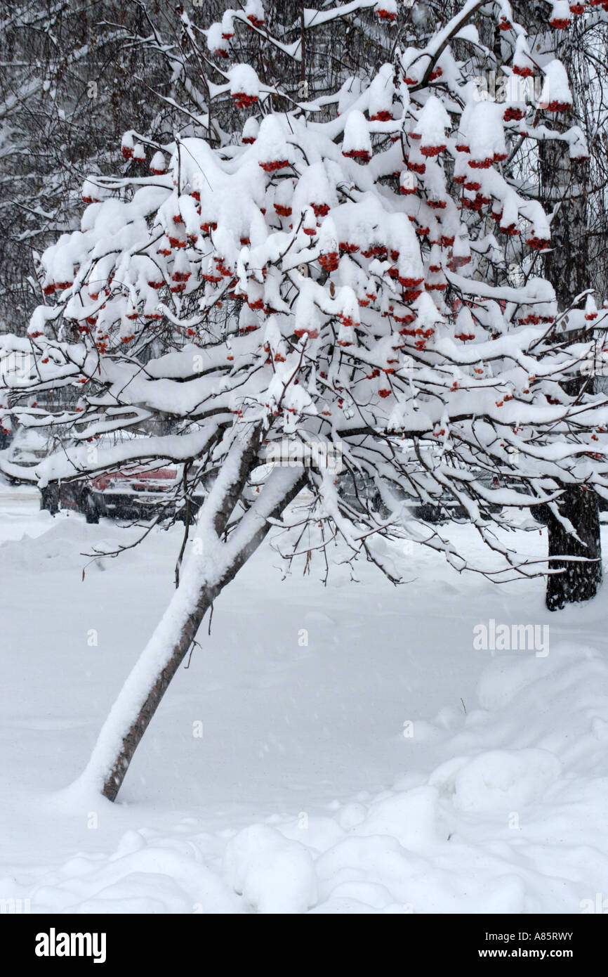 Snow mountain ash Stock Photo - Alamy