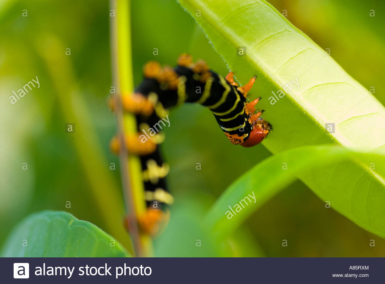 Frangipani Hawkmoth Caterpillar High Resolution Stock Photography and ...