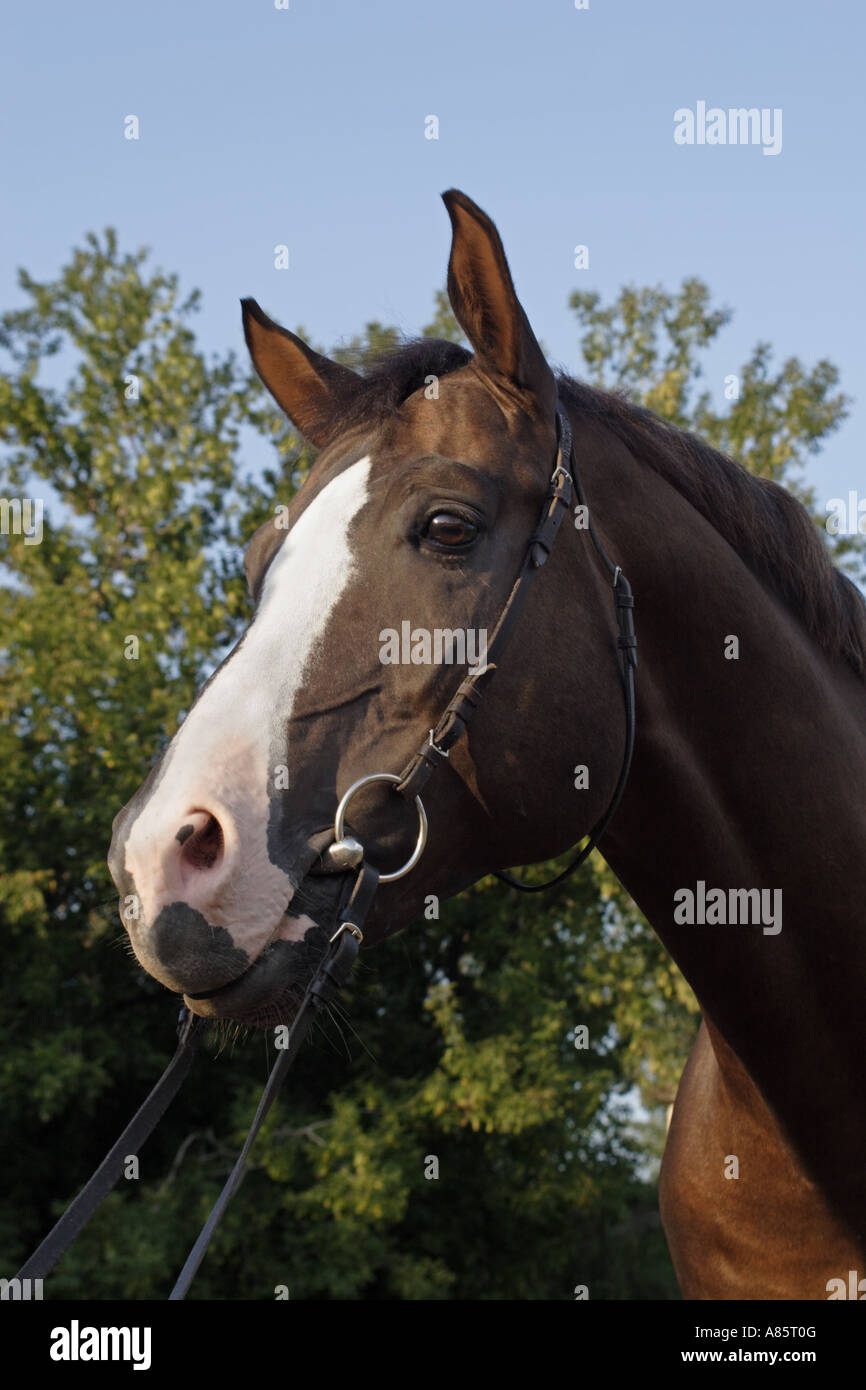 Don Horse High Resolution Stock Photography and Images - Alamy