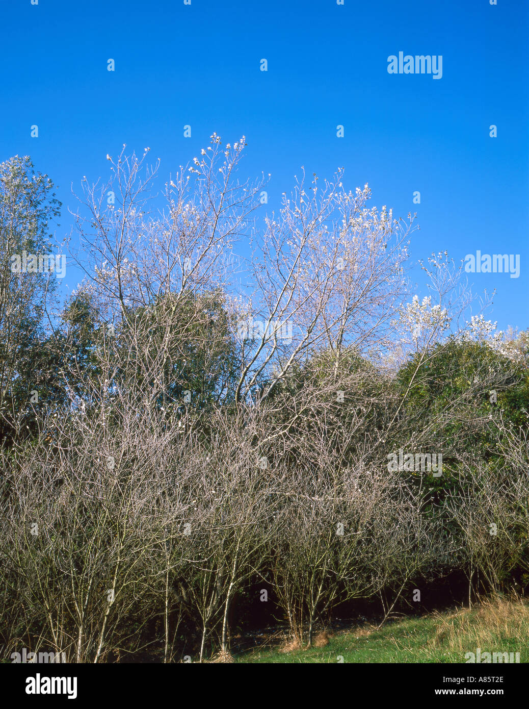 Trees with sky Stock Photo - Alamy