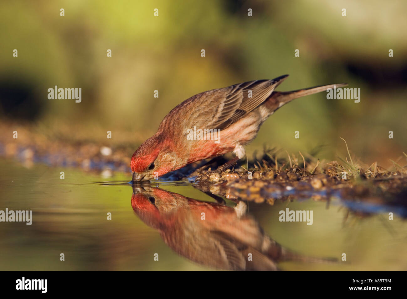 House finch usa water hi-res stock photography and images - Alamy