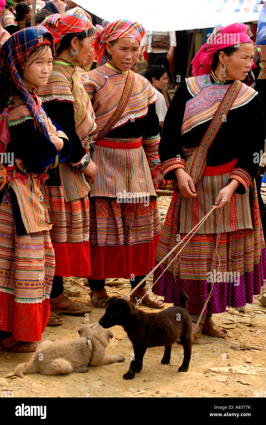 Bac ha dog hi-res stock photography and images - Alamy