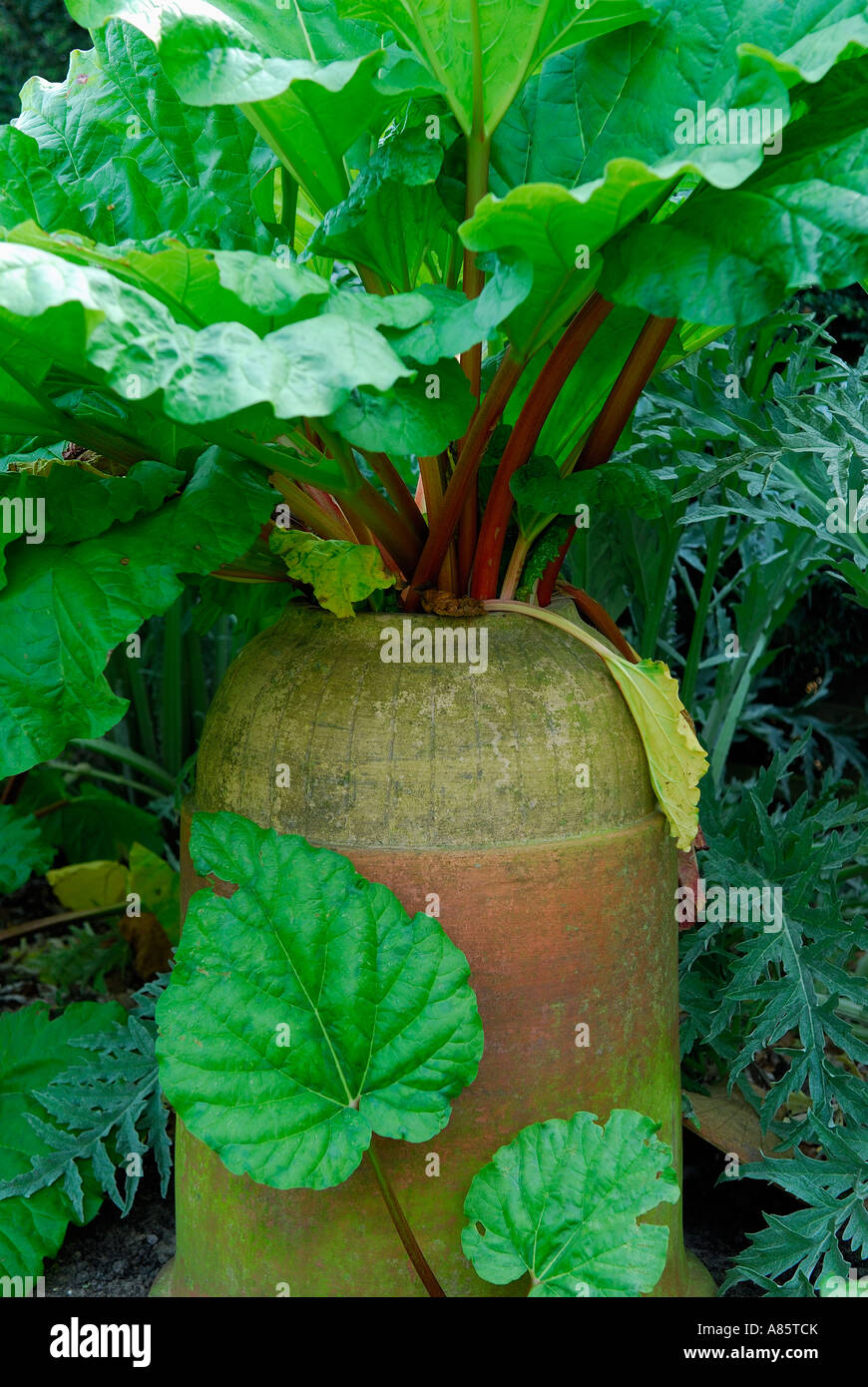 rhubarb growing in forcer pot Stock Photo - Alamy
