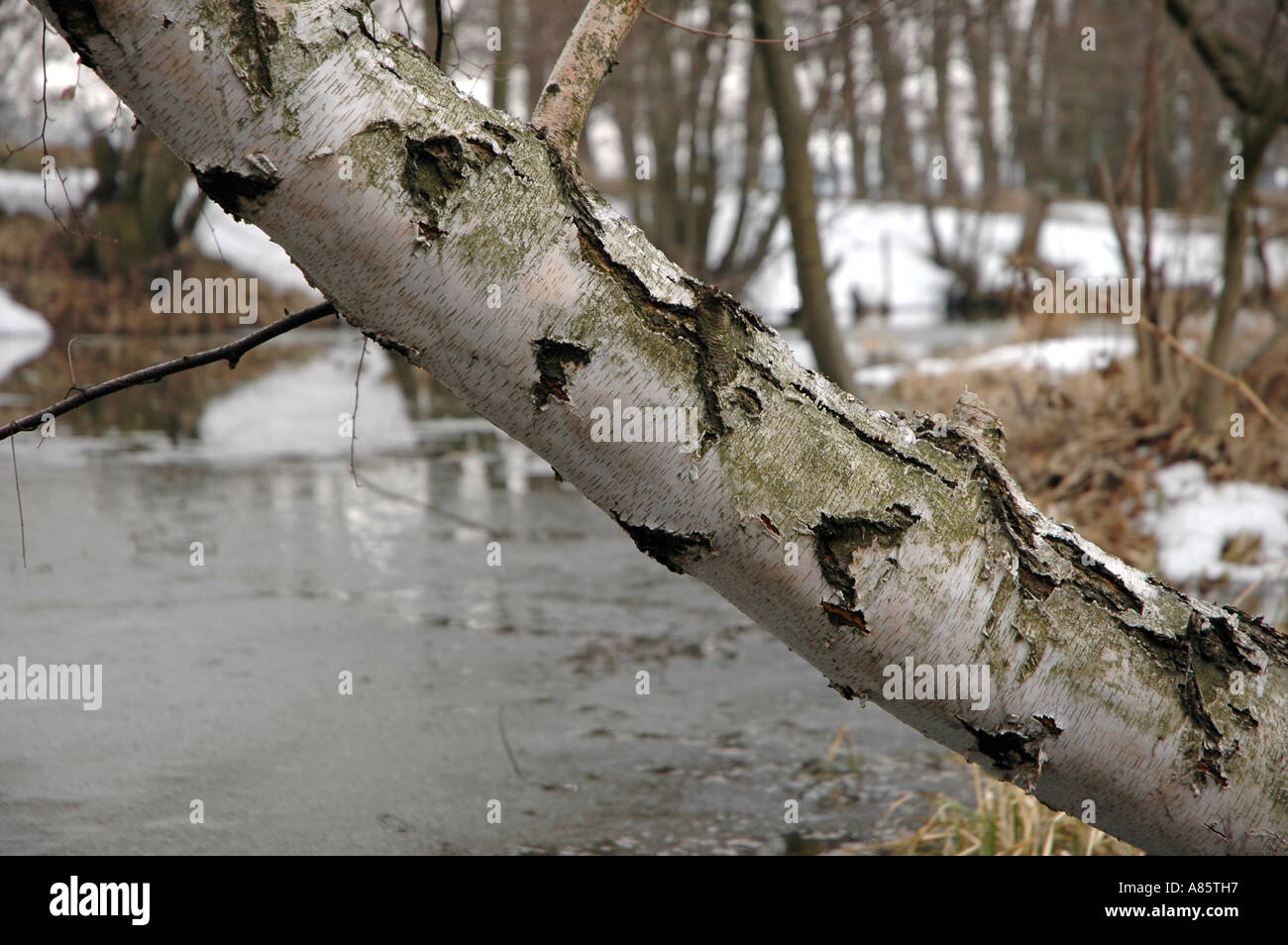 Birch tree growing above river Stock Photo - Alamy