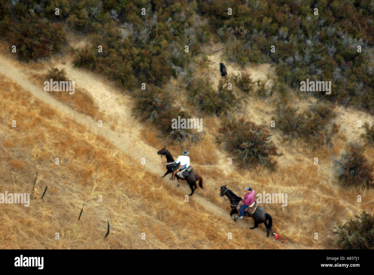 Bear running from dog hi-res stock photography and images - Alamy