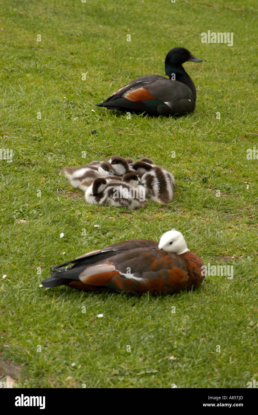Paradise Shelducks with ducklings in Christchurch, New Zealand Stock ...