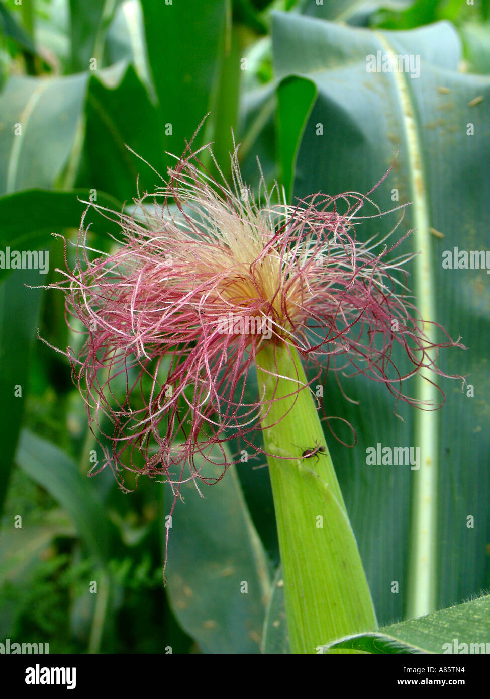 Cornfield ant hi-res stock photography and images - Alamy