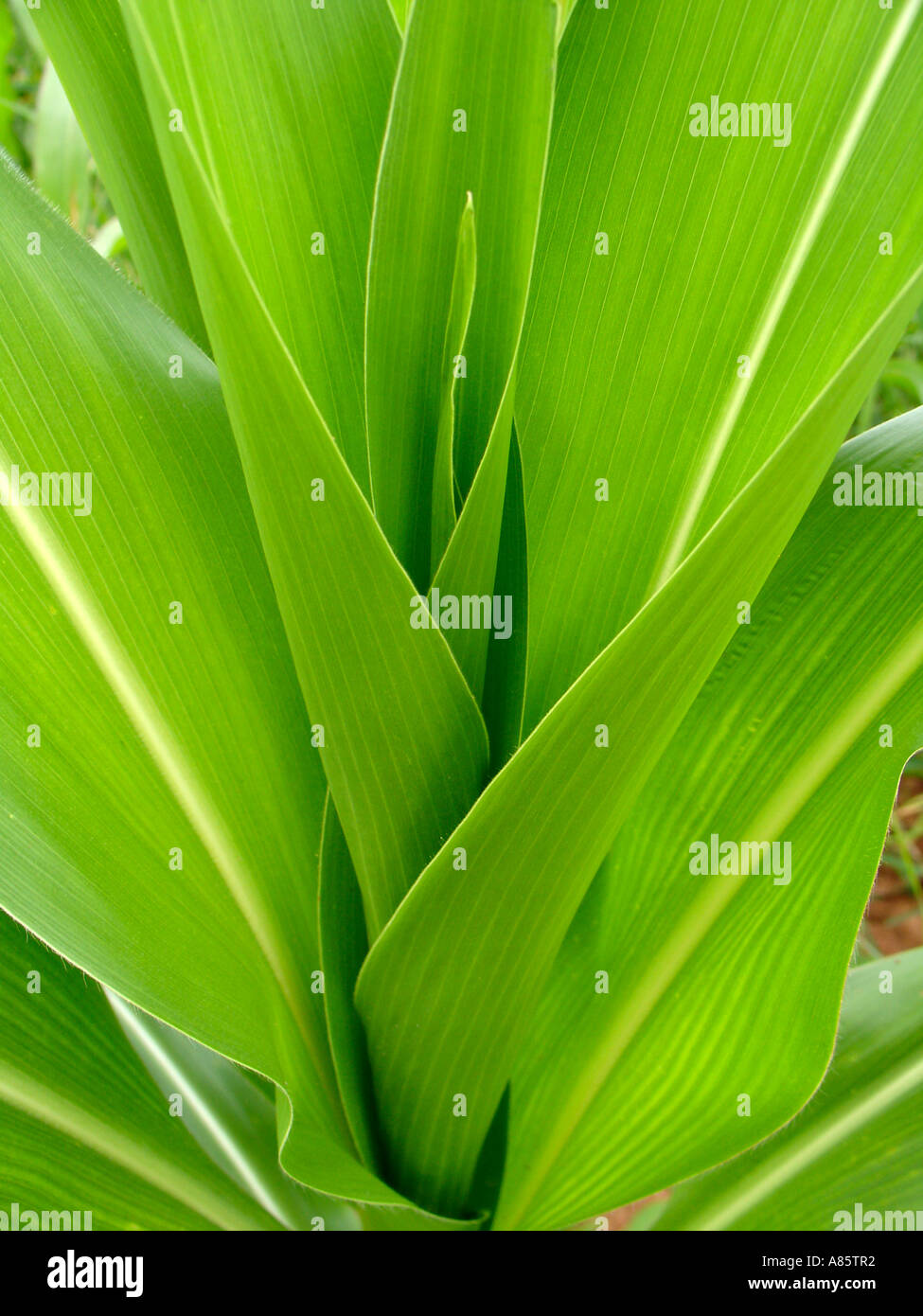 Young healthy green leaves of corn (maize) plant in pretty unfolding ...
