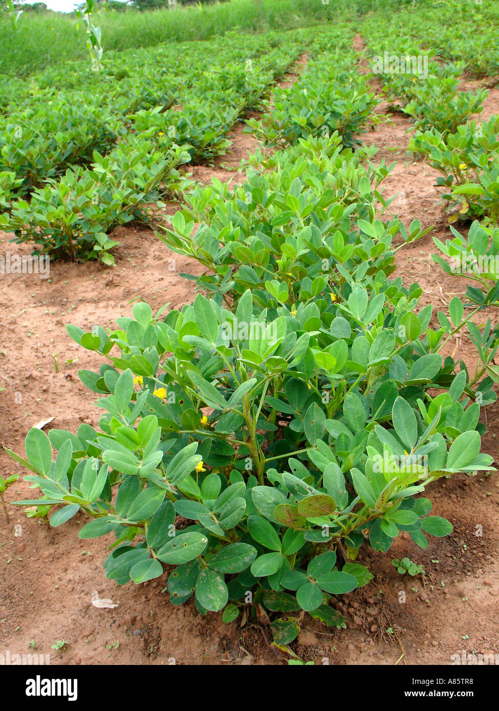Groundnut Plants