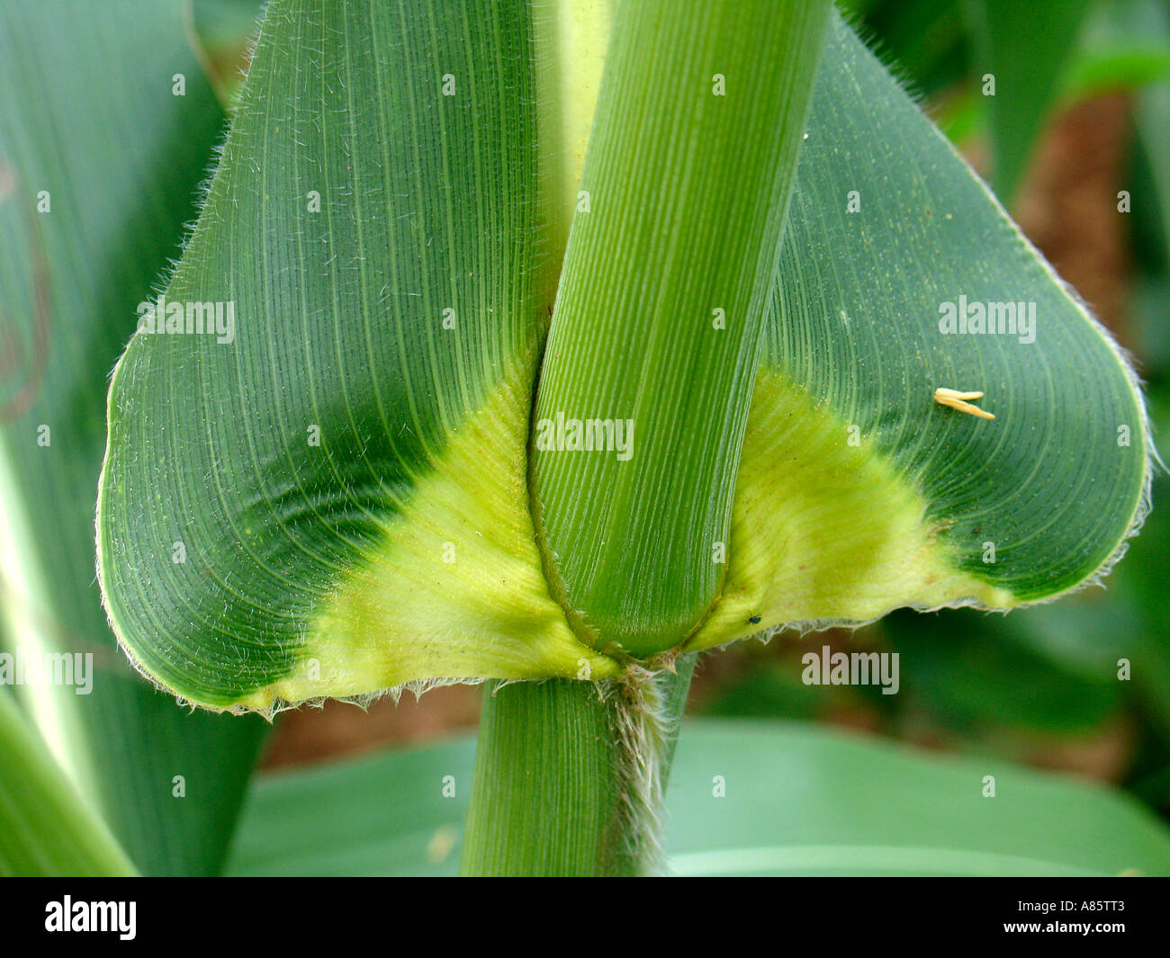 Zambia cultivating maize hi-res stock photography and images - Alamy