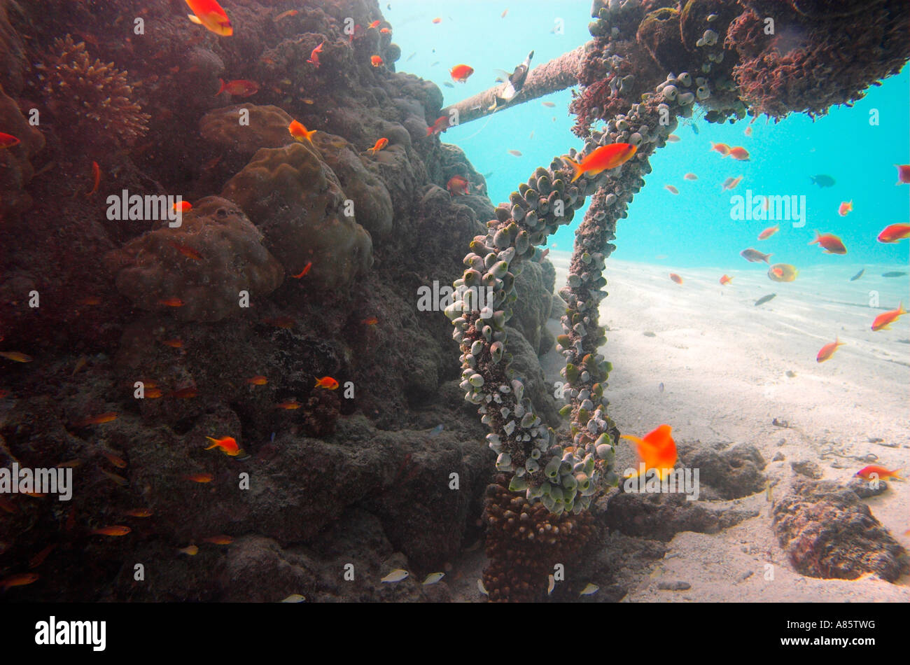 Coral growth on a mooring rope, The Maldives Stock Photo - Alamy